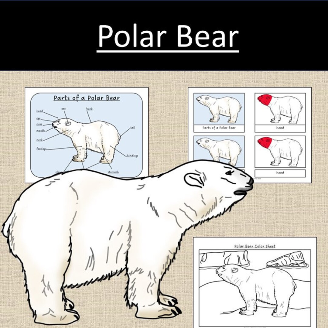 Parts of a Polar Bear Science Ice Winter Anatomy Kindergarten - Etsy