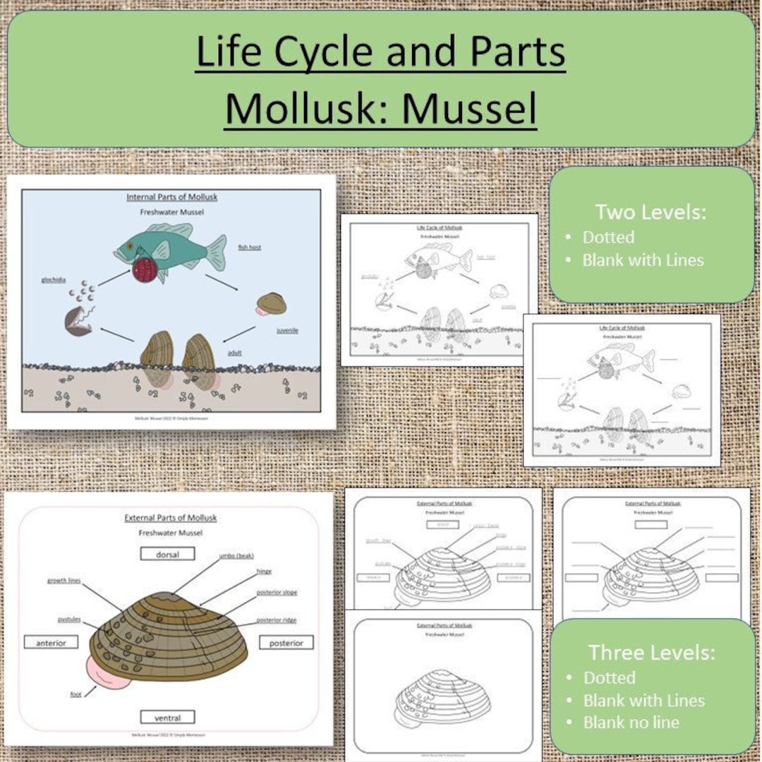 Mollusk: Freshwater Mussel Montessori Preschool - Etsy