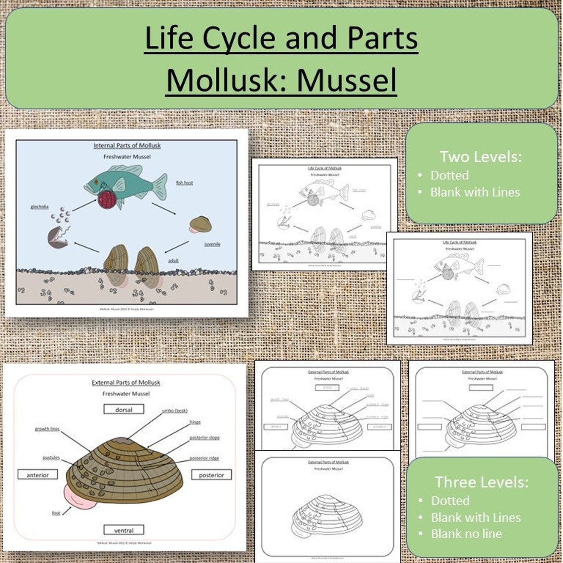 Mollusk: Freshwater Mussel Montessori Preschool - Etsy