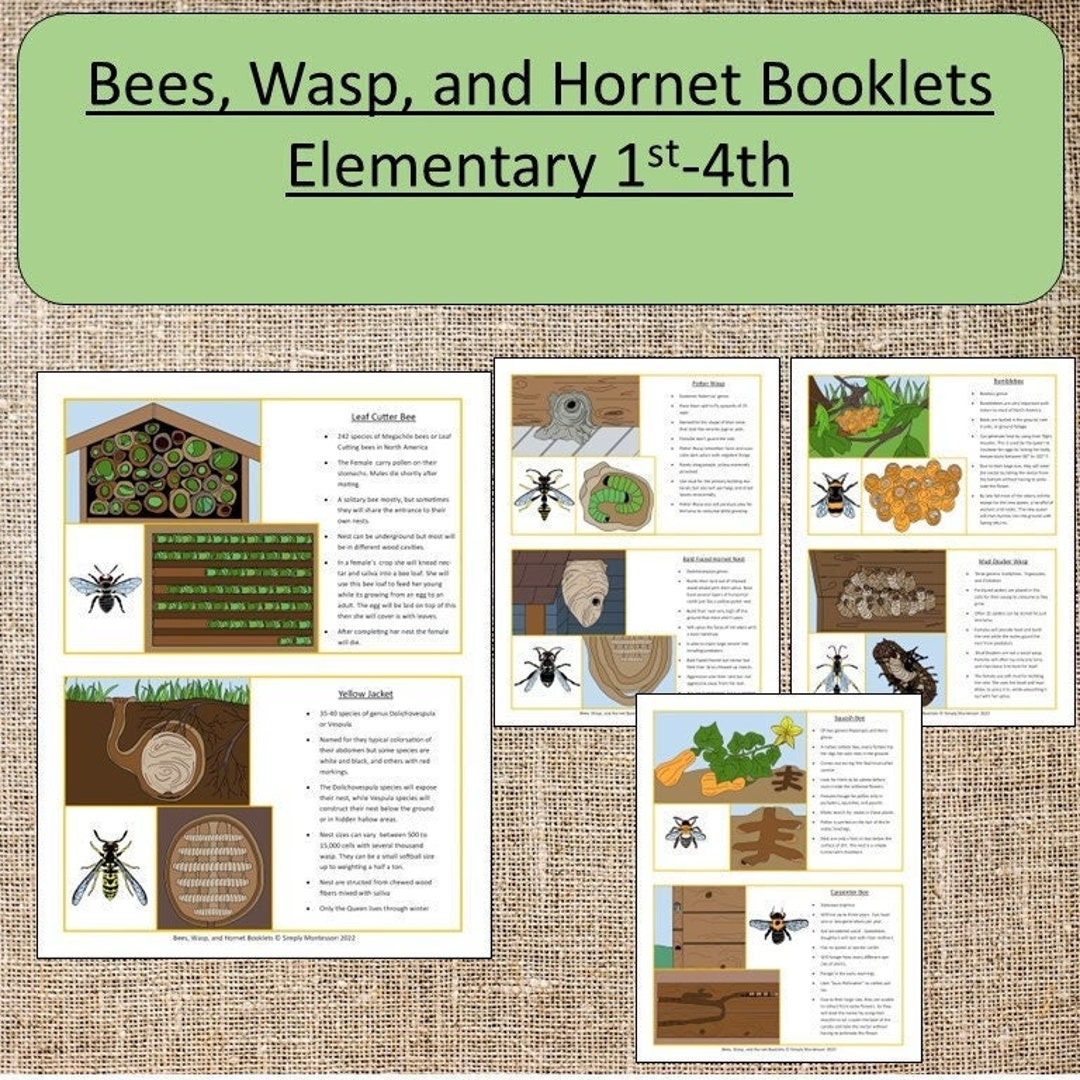 Elementary Bees, Wasp, and Hornet Booklets Montessori Homeschool ...