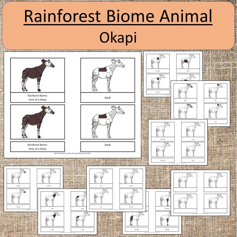 Rainforest Biome Animal: Okapi Study Montessori - Etsy