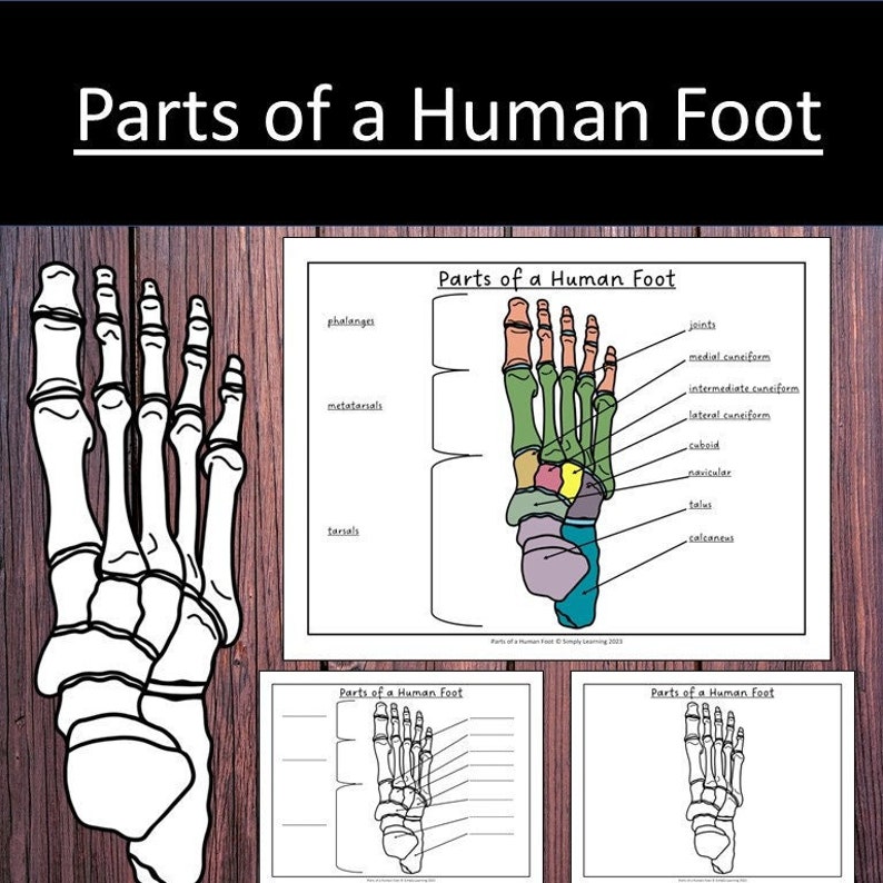 Parts of a Human Foot Anatomy Bones Work Science - Etsy