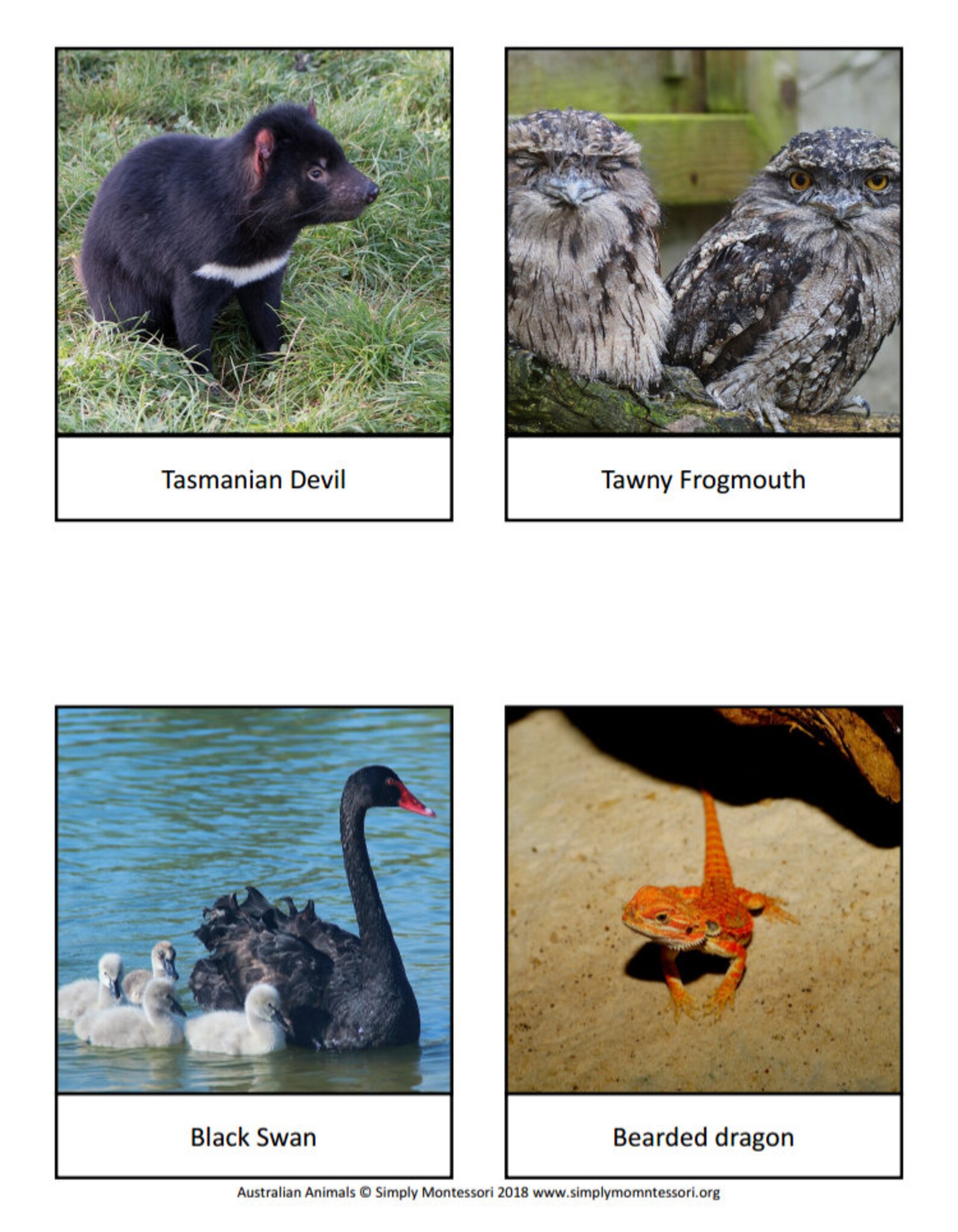 Australian Animal Identification Montessori, Waldorf, Reggio ...