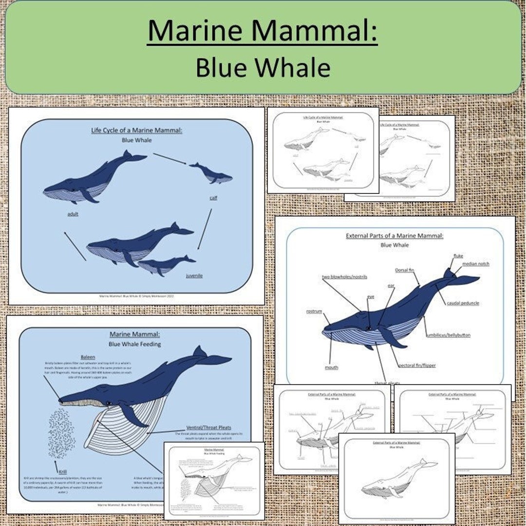 Marine Mammal: Blue Whale Montessori Kindergarten Ocean Study - Etsy