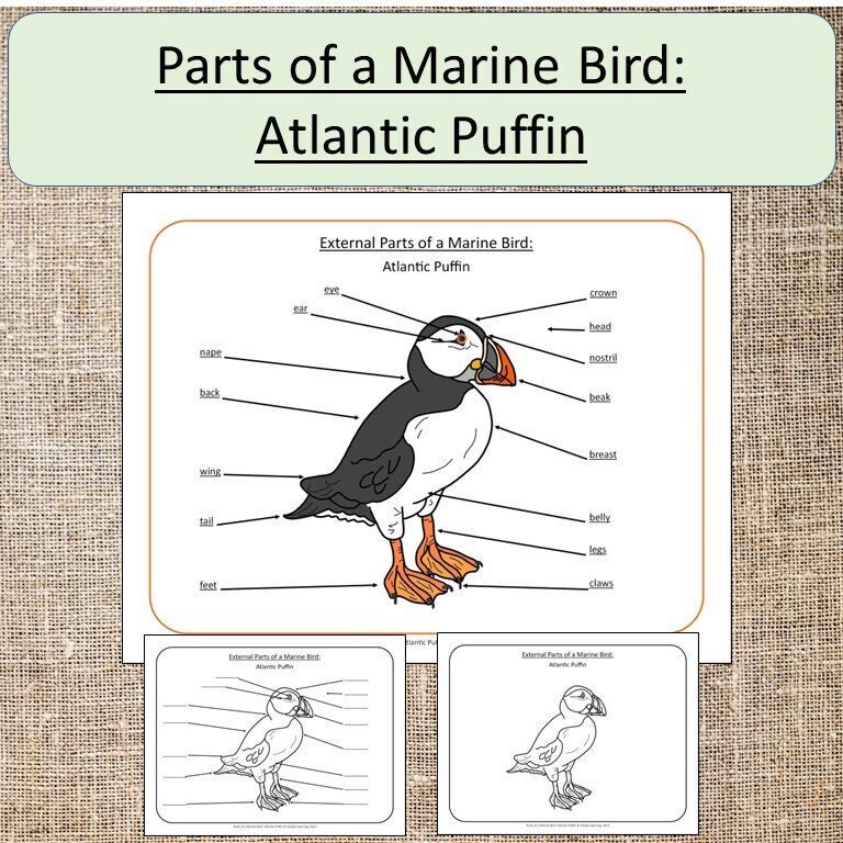 Parts of a Marine Bird Atlantic Puffins Montessori Ocean Study ...