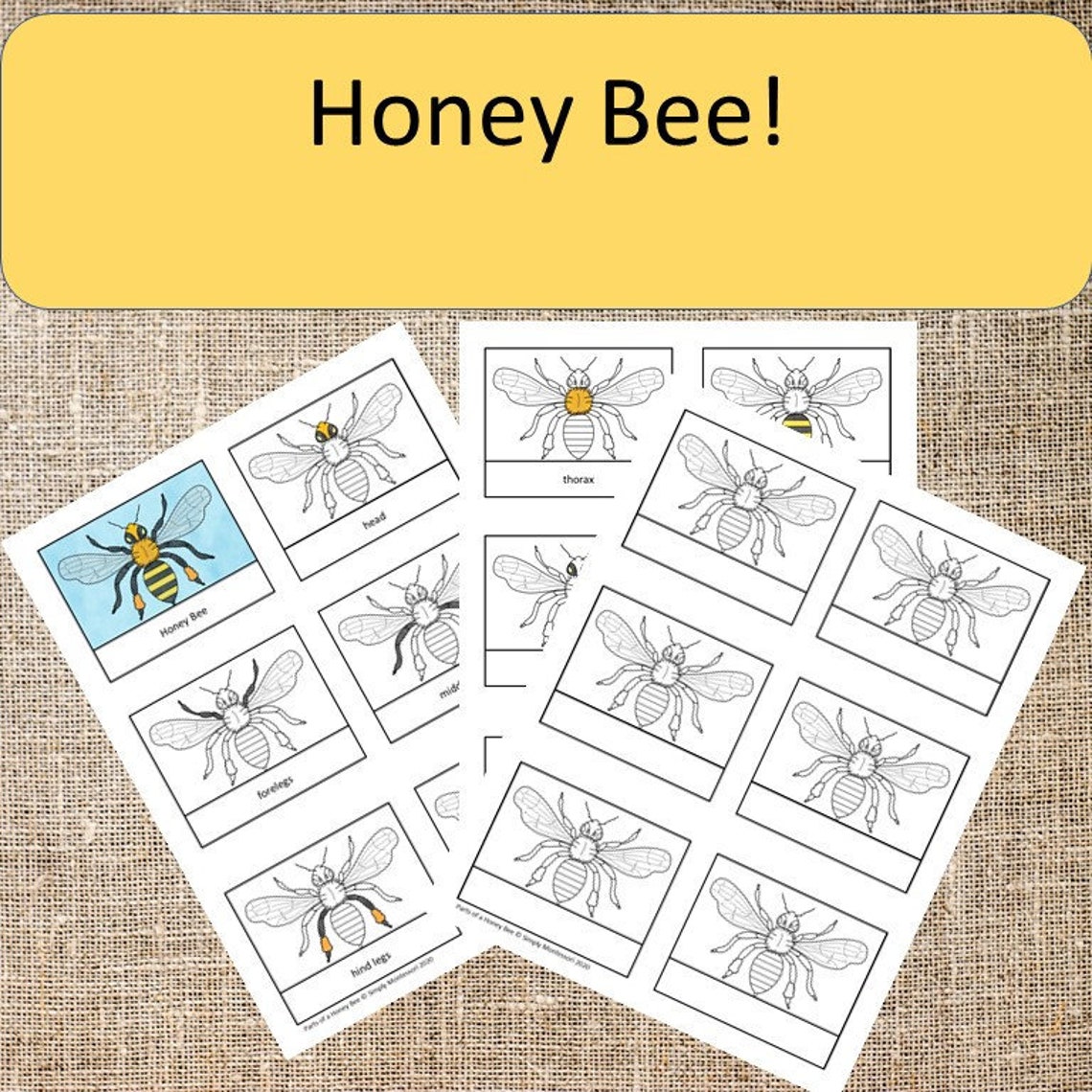 Parts of a Honey Bee Work Montessori Preschool Summer Spring Curriculum ...