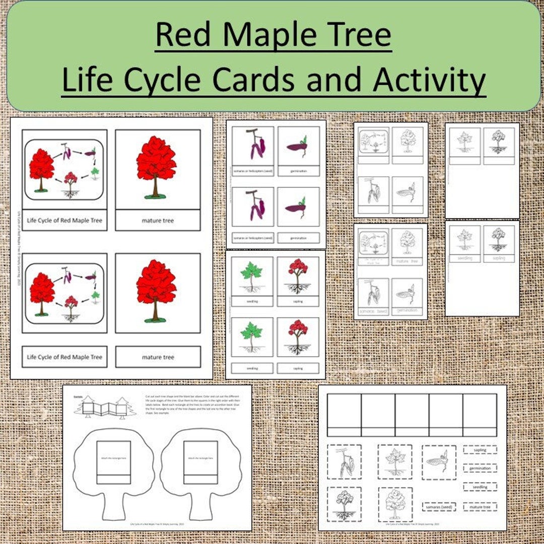 Life Cycle of a Red Maple Tree Botany Science Seasonal - Etsy