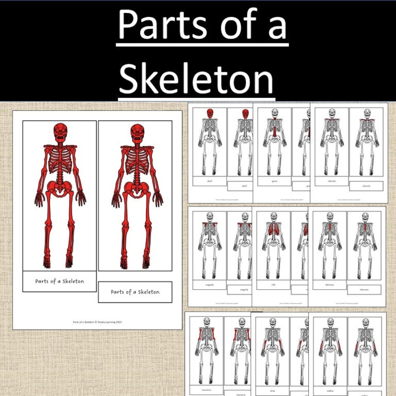 Parts of a Skeleton Anatomy Bones Work Science - Etsy