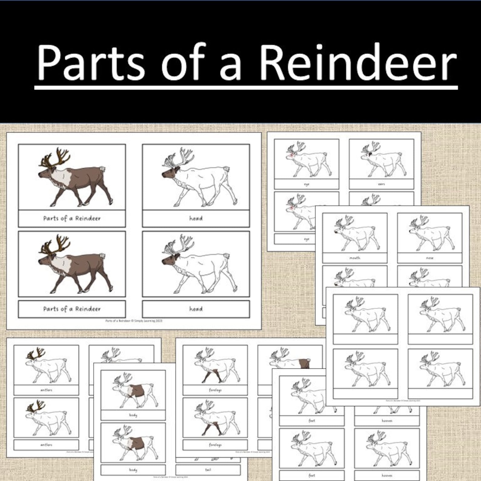 Parts of a Reindeer Winter Study Curriculum Anatomy Kindergarten - Etsy
