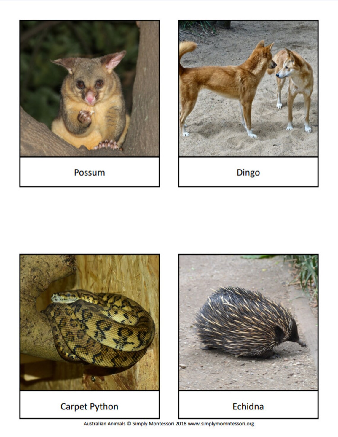 Australian Animal Identification Montessori, Waldorf, Reggio ...