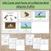 Marine Bird : Atlantic Puffin Montessori Life Cycle and Parts of a ...