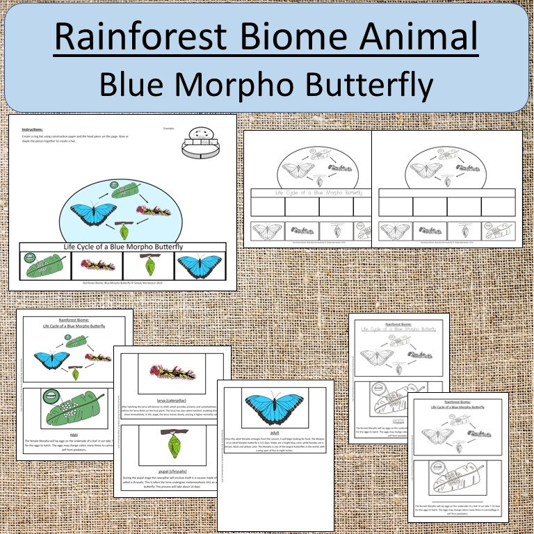 Rainforest Biome Animal: Blue Morpho Butterfly Animal Activities - Etsy