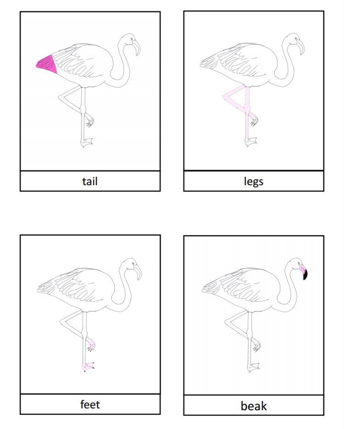 Parts of a Flamingo Summer Activity Three Part Cards Montessori ...