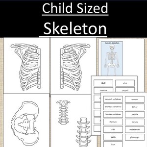 Building a Skeleton PDF Labeling Bones Montessori Reggio Waldorf ...