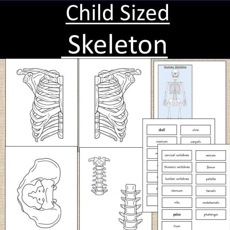 Building a Skeleton PDF Labeling Bones Montessori Reggio Waldorf ...