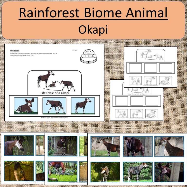 Rainforest Biome Animal: Okapi Study Montessori - Etsy