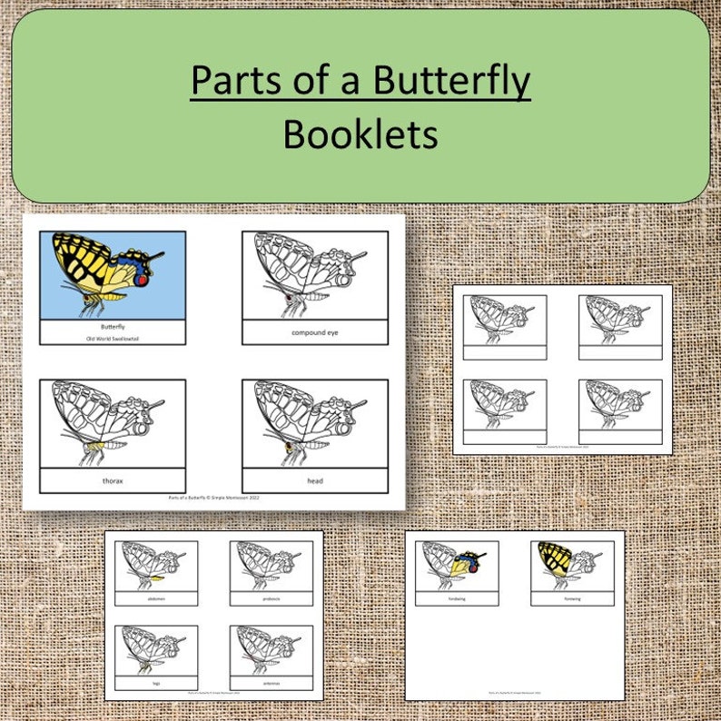 Parts of a Butterfly Montessori Science Actvities Preschool Homeschool ...