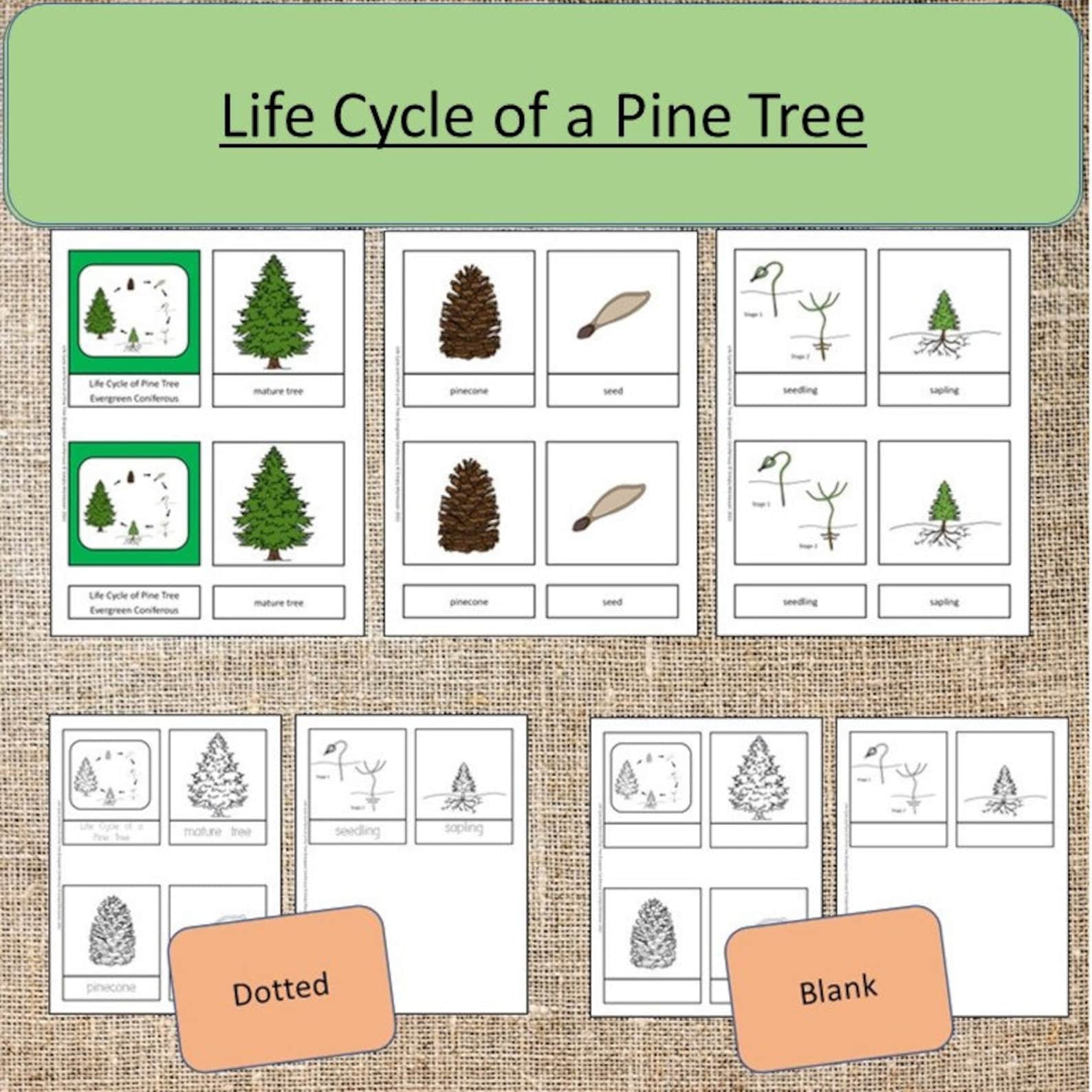 Life Cycle of a Pine Tree Evergreen Coniferous Montessori Science ...