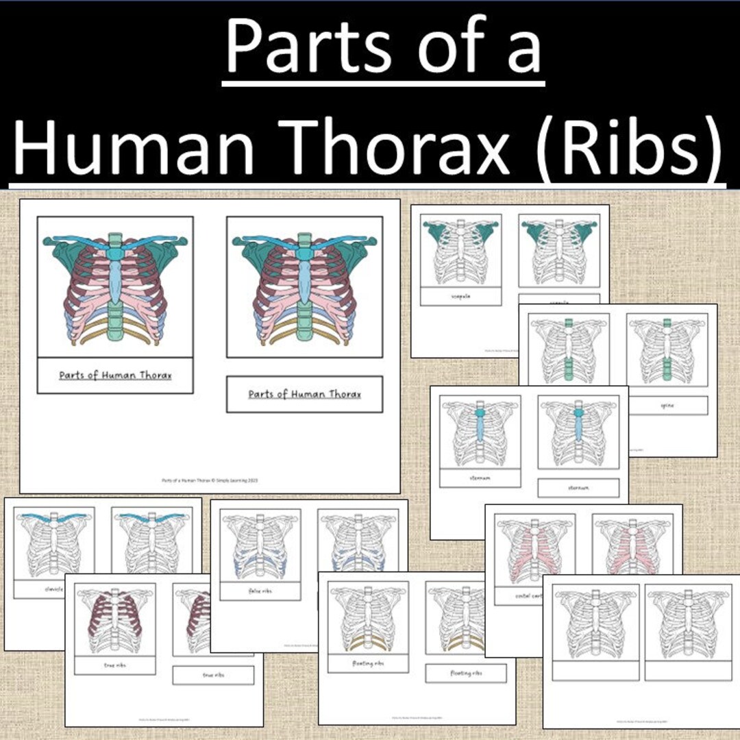 Parts of a Human Thorax Rib Cage Anatomy Science Bones - Etsy