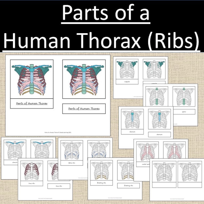 Parts of a Human Thorax Rib Cage Anatomy Science Bones - Etsy Canada