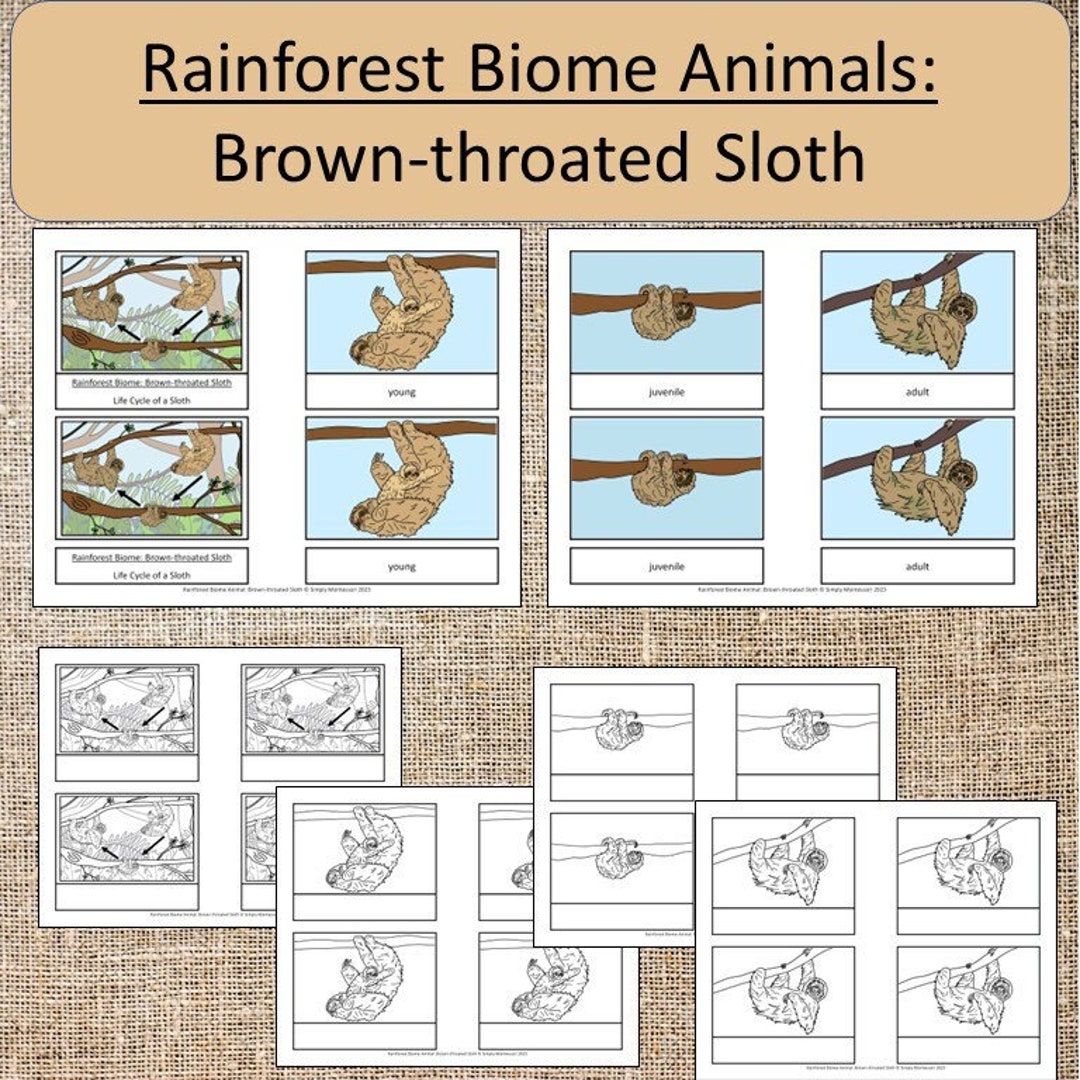 Rainforest Biome Animal: Brown-throated Sloth - Etsy