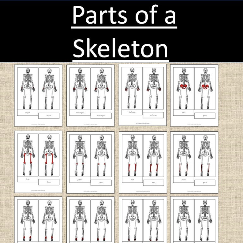Parts of a Skeleton Anatomy Bones Work Science - Etsy