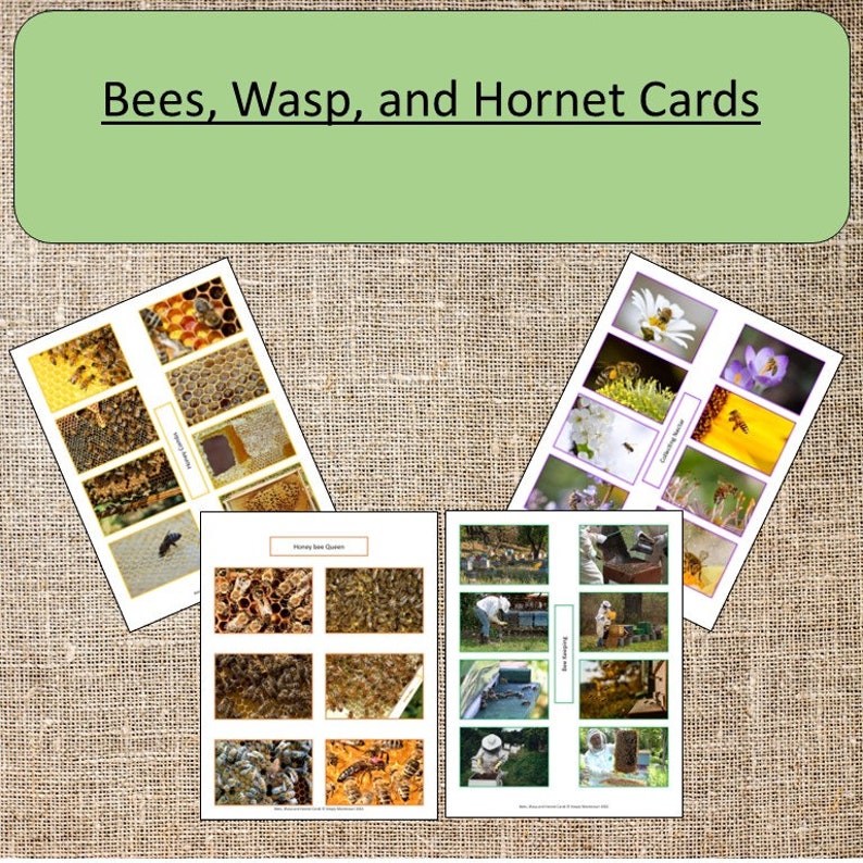 Bee, Wasp, and Hornet Picture Cards Montessori Homeschooling Preschool ...