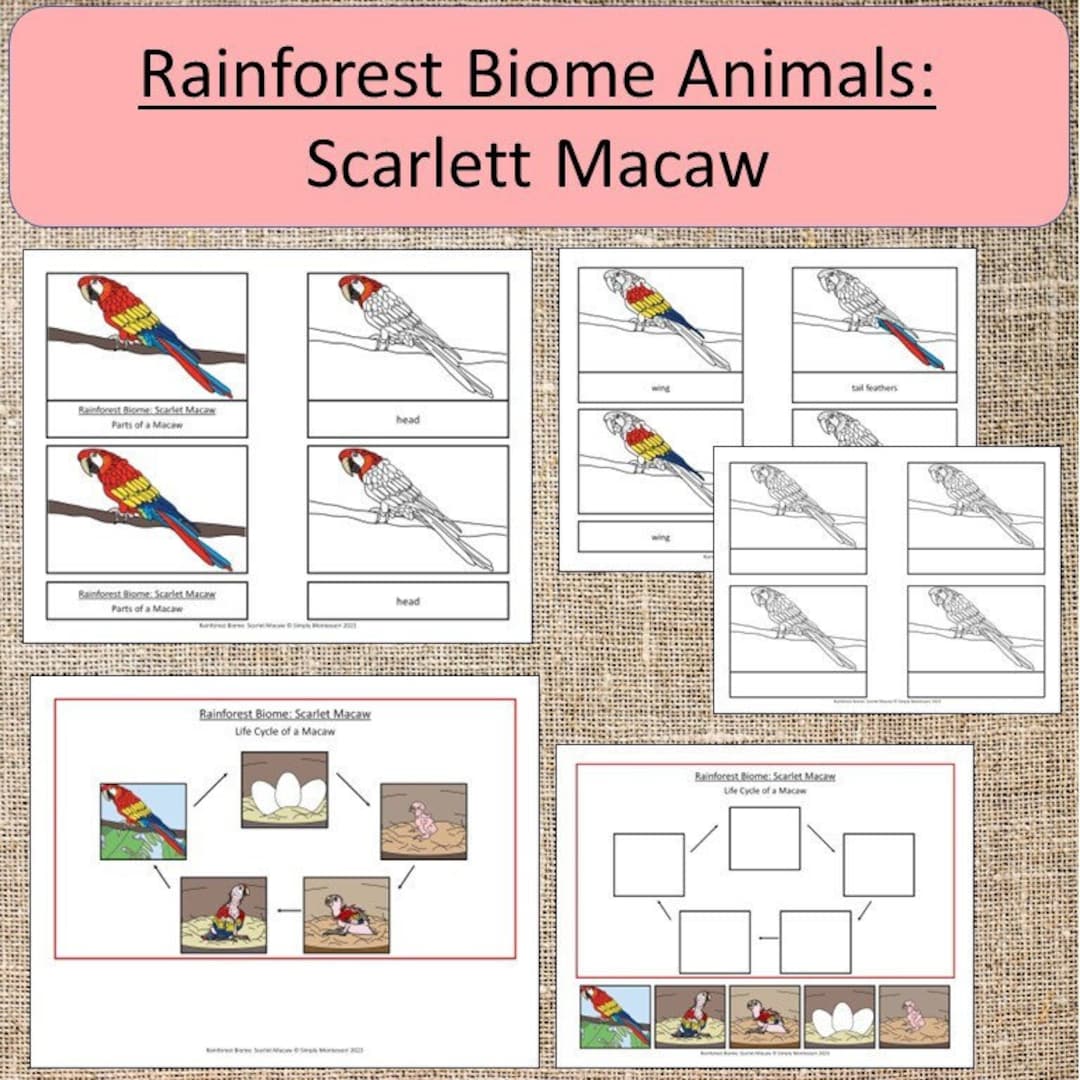Rainforest Biome Animal: Scarlet Macaw - Etsy