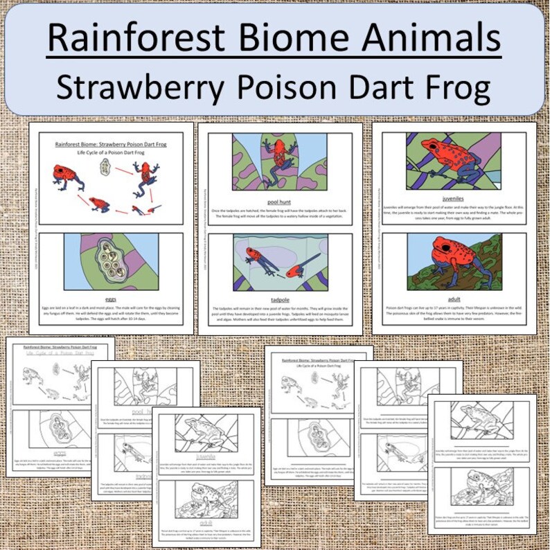 Rainforest Biome: Strawberry Poison Dart Frog Study Montessori - Etsy
