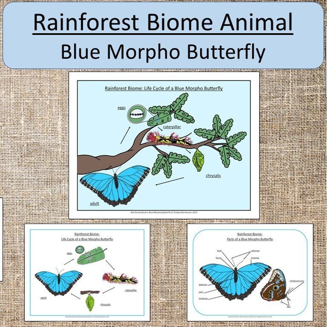 Rainforest Biome Animal: Blue Morpho Butterfly Animal Activities - Etsy