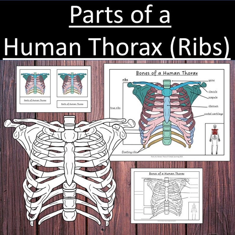 Parts of a Human Thorax Rib Cage Anatomy Science Bones - Etsy