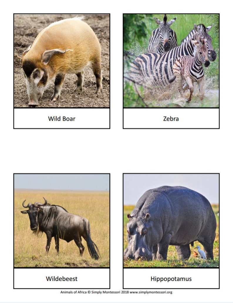 African Animal Identification Montessori, Waldorf, Reggio Homeschooling ...