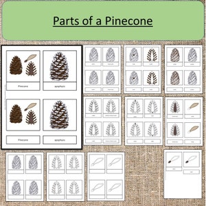 Parts of a Pinecone Science Botany Montessori Preschool Homeschooling ...