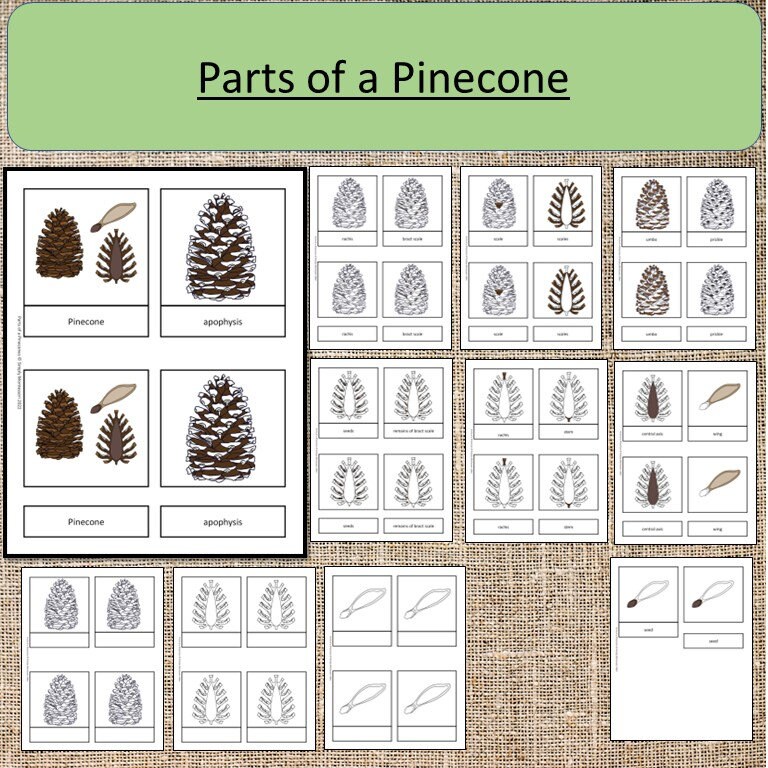 Parts of a Pinecone Science Botany Montessori Preschool Homeschooling ...