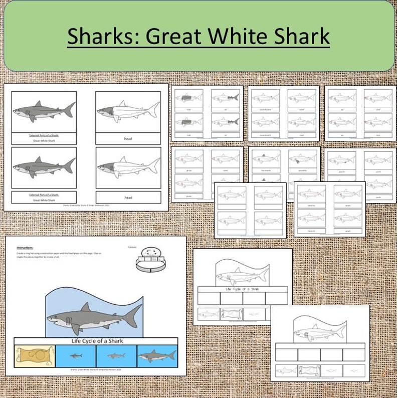 Shark: Great White Shark Ocean Study Montessori Life Cycle & Parts - Etsy