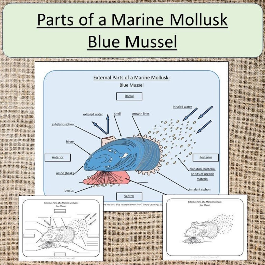 Elementary Level Parts of Marine Mollusk: Blue Mussel Montessori Ocean ...