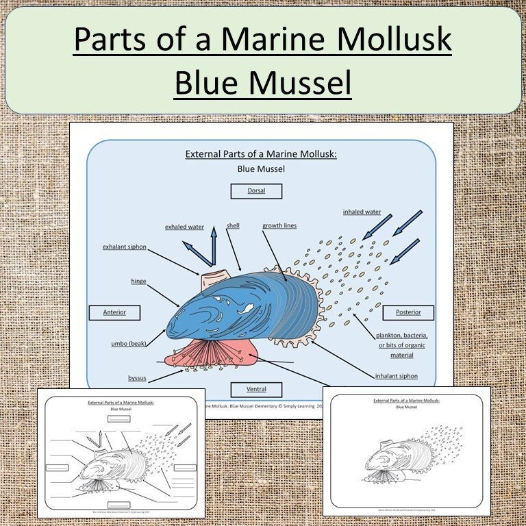 Elementary Level Parts of Marine Mollusk: Blue Mussel Montessori Ocean ...