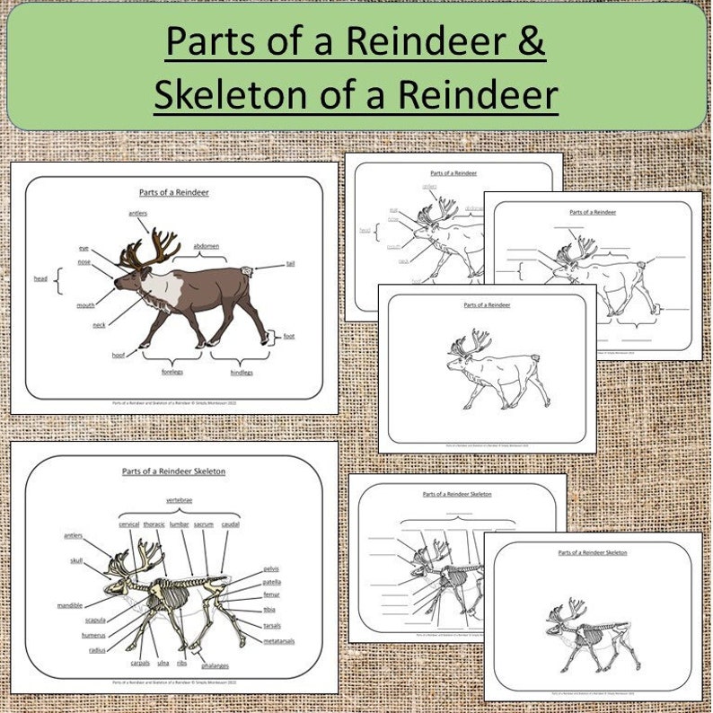 Parts of a Reindeer and Skeleton Winter Study Curriculum - Etsy