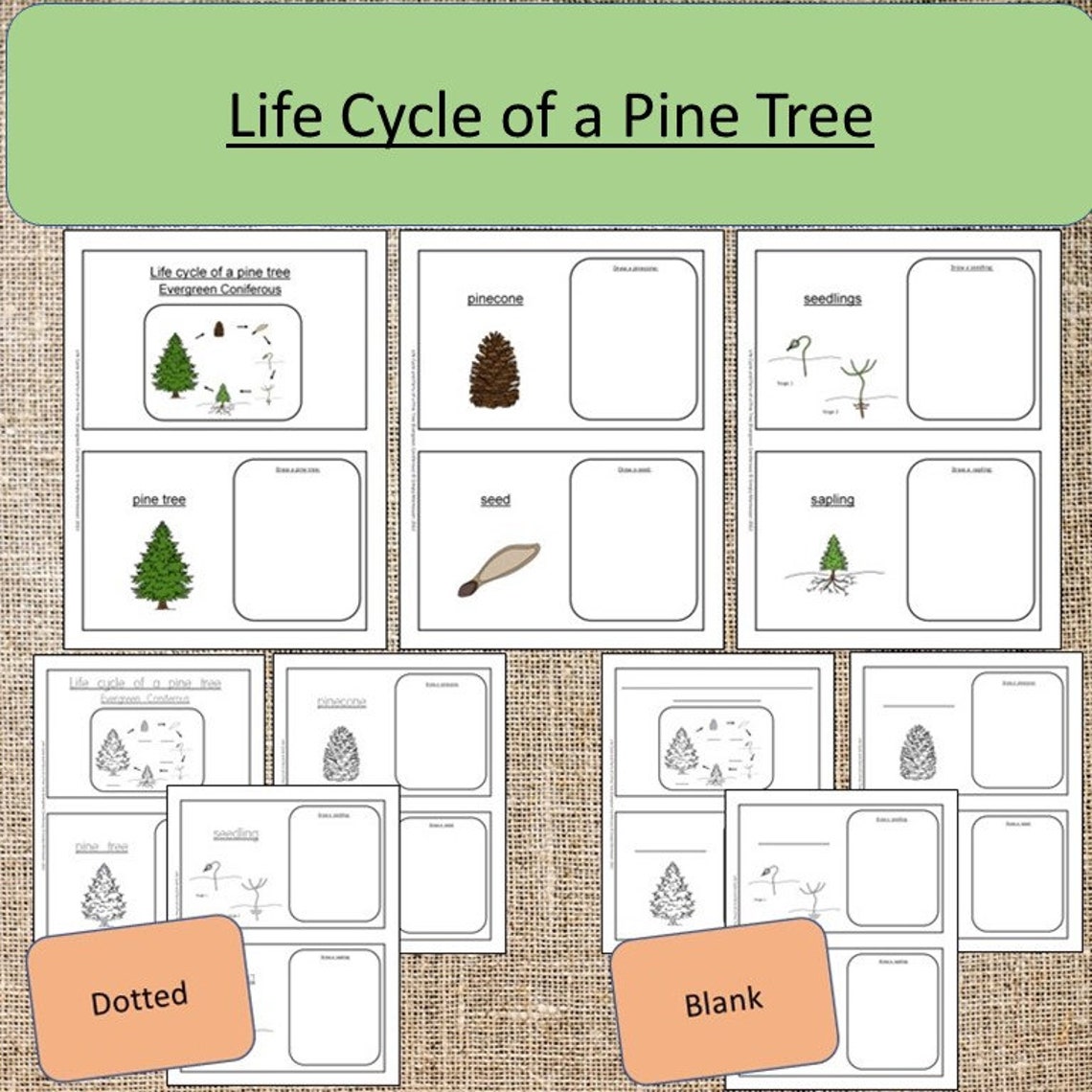 Life Cycle of a Pine Tree Evergreen Coniferous Montessori Science ...