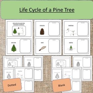 Life Cycle of a Pine Tree Evergreen Coniferous Montessori Science ...