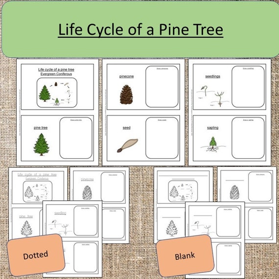 Life Cycle Of A Pine Tree Worksheet