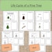 Life Cycle of a Pine Tree Evergreen Coniferous Montessori Science ...