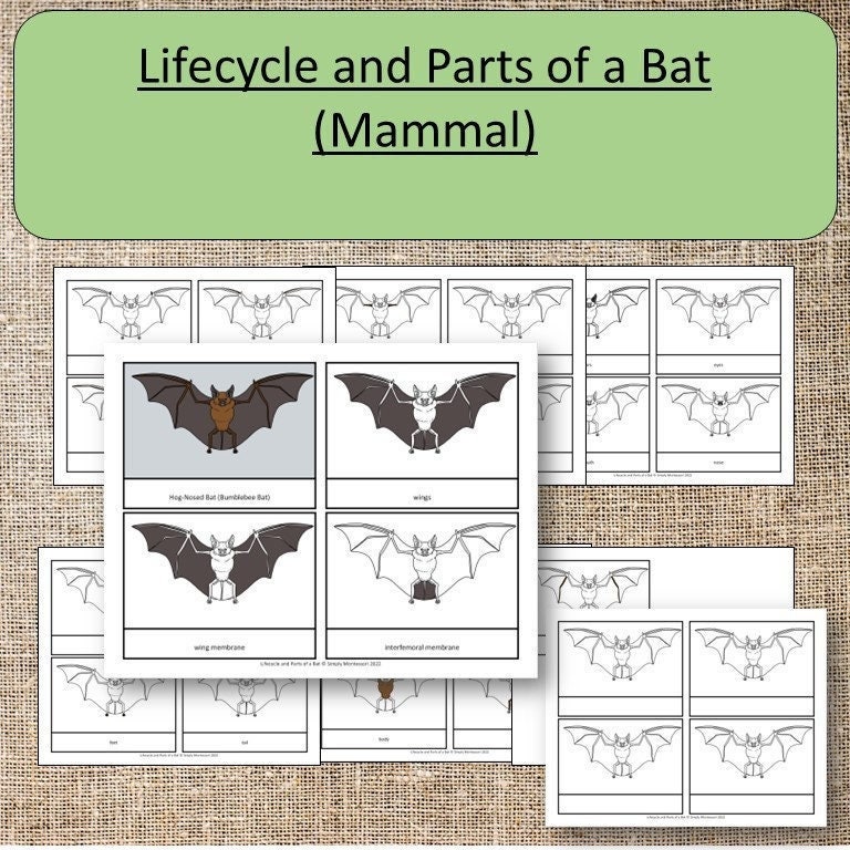 Marine Mammal: Blue Whale Montessori Kindergarten Ocean Study - Etsy