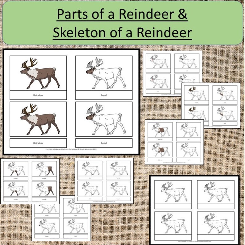 Parts of a Reindeer and Skeleton Winter Study Curriculum - Etsy