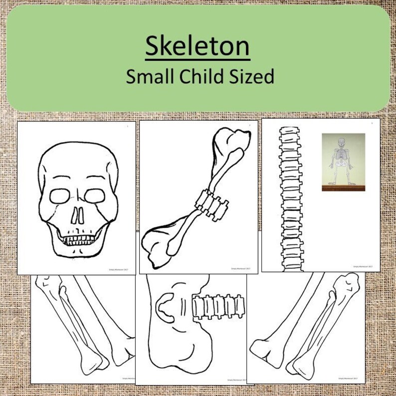 Building a Skeleton PDF Labeling Bones Montessori Reggio - Etsy