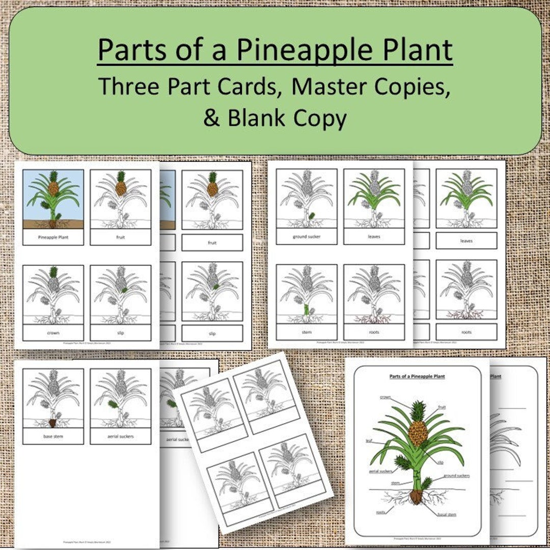 Pineapple Plant Work Montessori Homeschool Preschool Science - Etsy