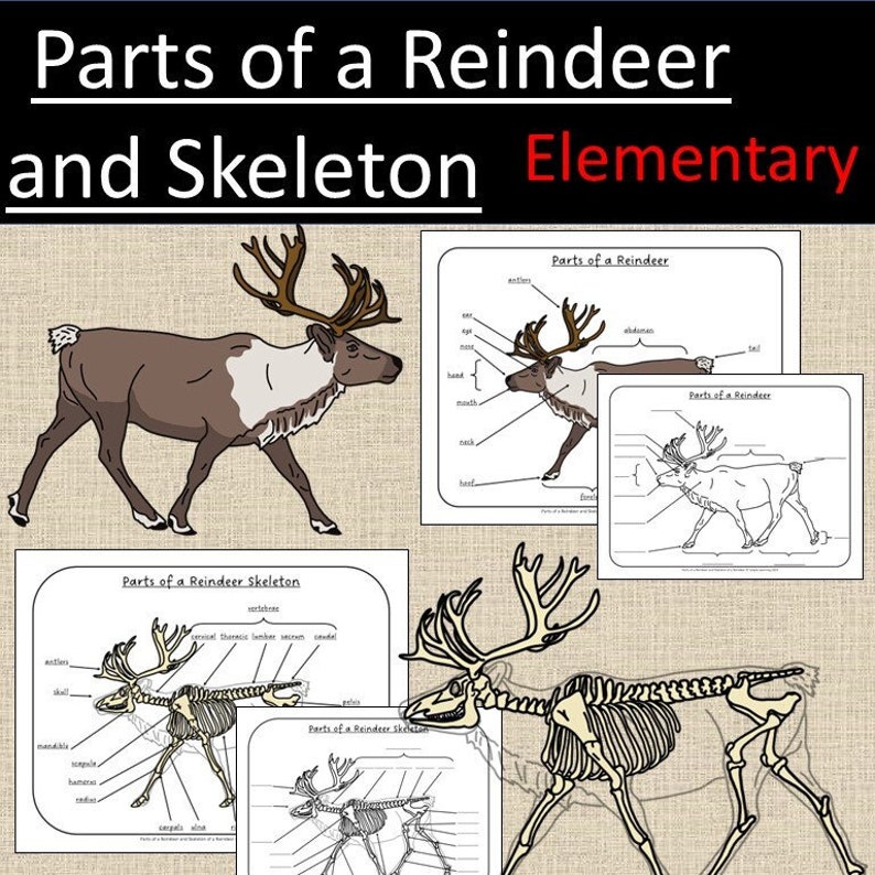 Parts of a Reindeer and Skeleton Winter Study Curriculum Elementary - Etsy