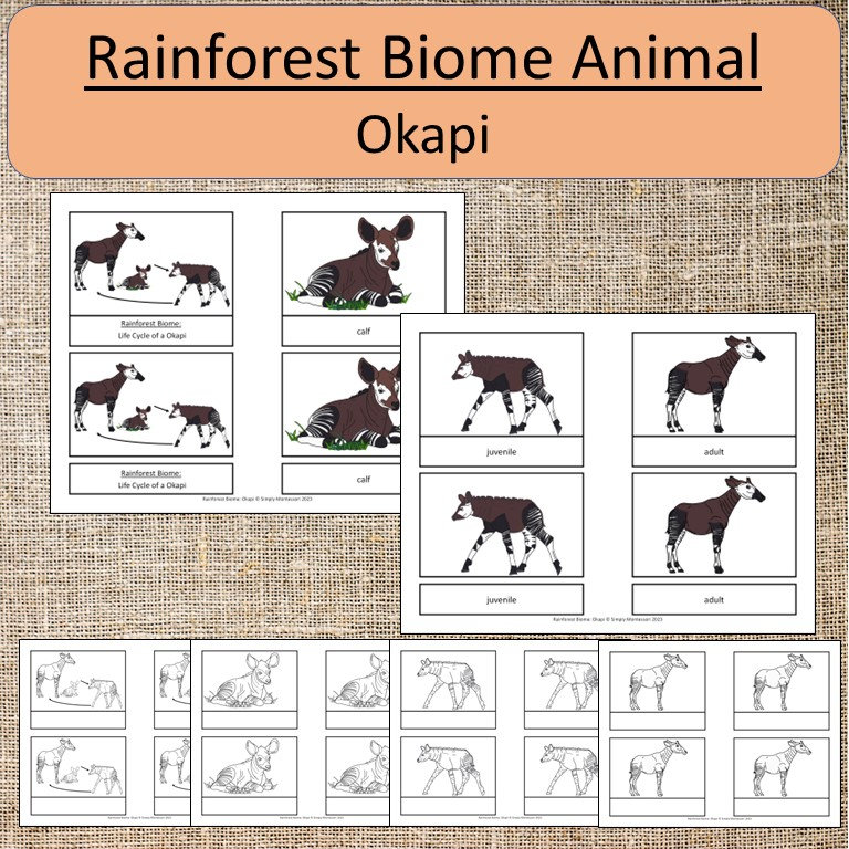 Rainforest Biome Animal: Okapi Study Montessori - Etsy