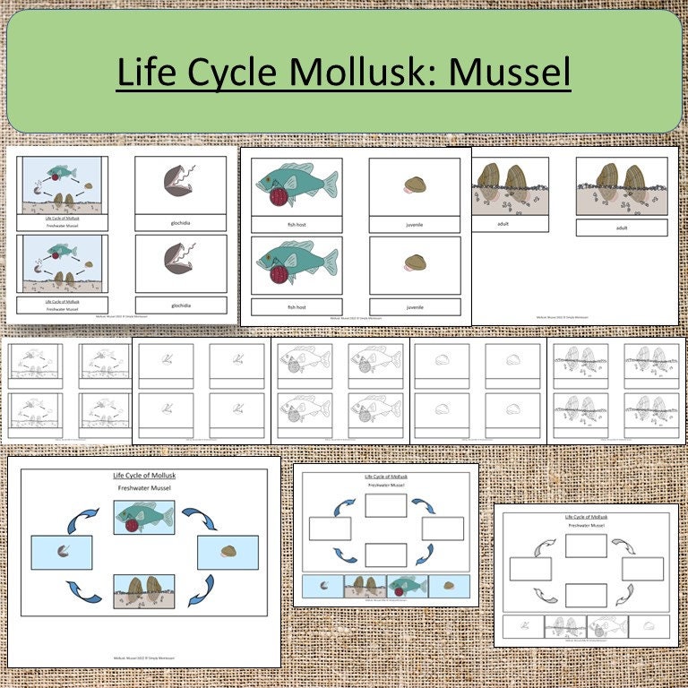 Mollusk: Freshwater Mussel Montessori Preschool - Etsy