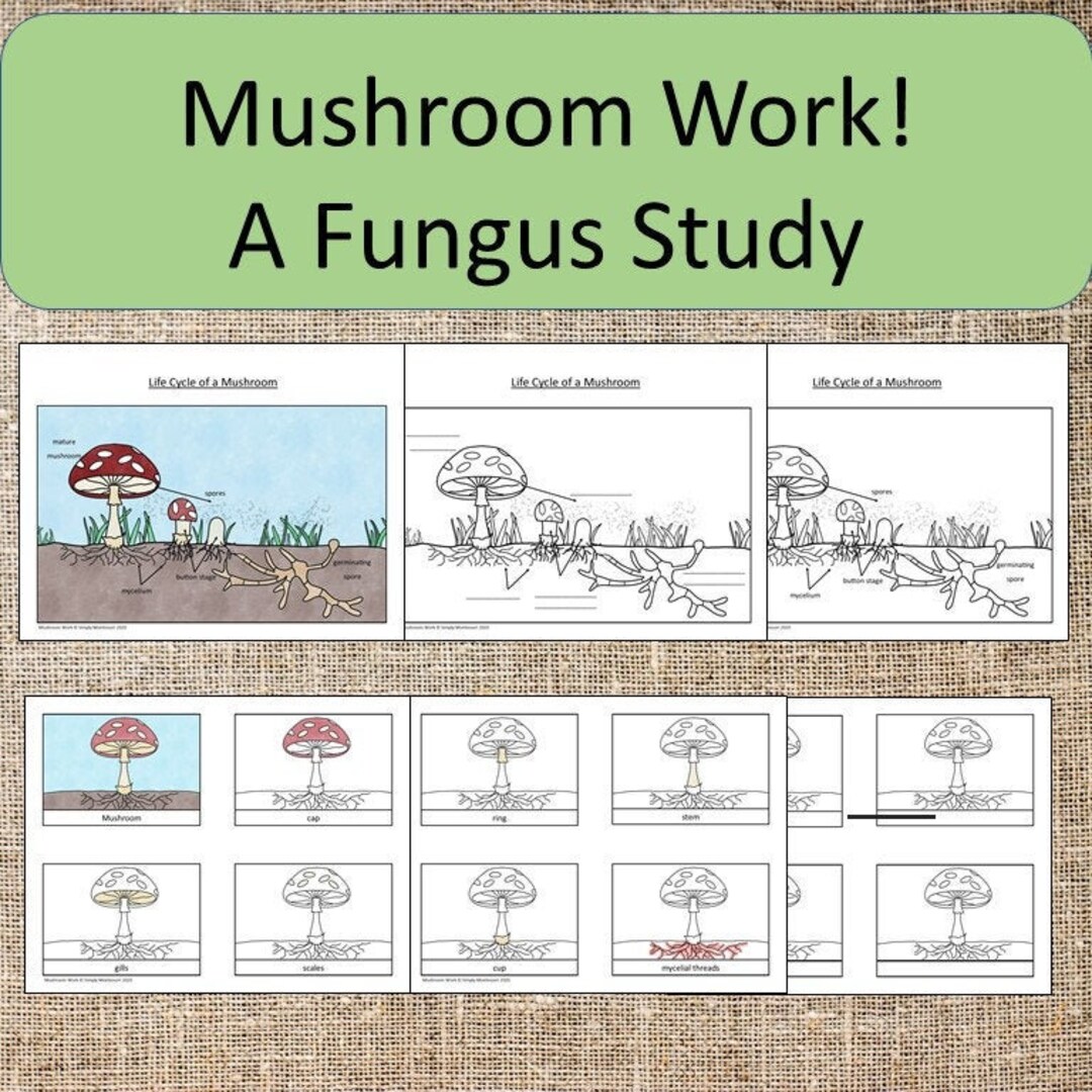 Mushroom Fungus Work Eco-system Spring Summer Montessori - Etsy
